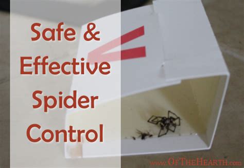 Safe And Effective Spider Control Spider Control Safe Household Hacks