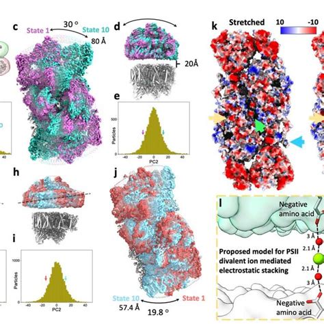Heterogeneity Electrostatic Interactions And Model For Psii Stacking Download Scientific