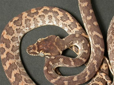 Rough Scaled Python Facts And Pictures