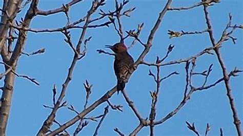 Northern Flicker Woodpecker Call Bird Calls And Sounds Youtube