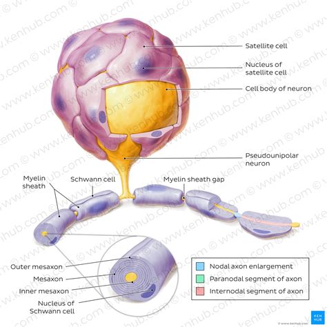 Nodes Of Ranvier Structure And Function Kenhub
