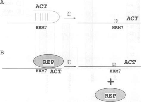 Models For Regulation Of The HAP Transcriptional Activation Domain