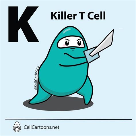 K Is For Killer T Cell Heres A Great Flow Cytometry Method That Provides ‘a Simple Way To