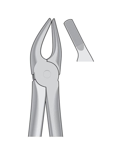 Tooth Forceps Introduction At Virginia Morgan Blog
