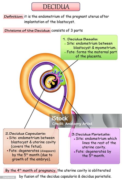 Endometrium And Decidua Stock Illustration Download Image Now