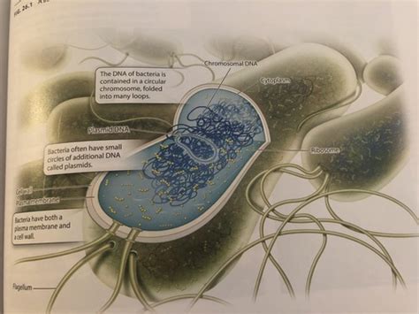 Prokaryotes And Eukaryotes Flashcards Quizlet