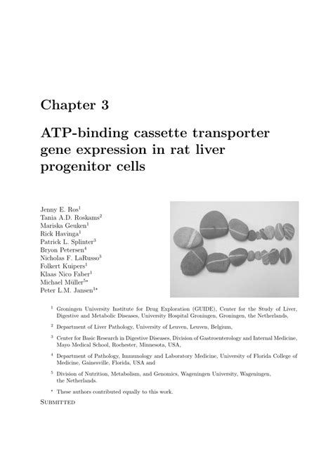 Pdf Atp Binding Cassette Transporter Gene Expression In Rat Liver
