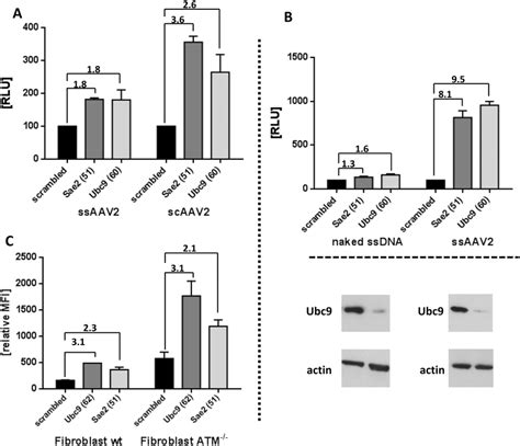 Knock Down Of Sae2 Or Ubc9 Enhances Transduction By Single Strand And