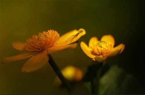 Adobe Training Courses In Cambridge