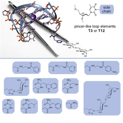 Expanding The Recognition Interface Of The Thrombin Binding Aptamer Hd1 Through Modification Of