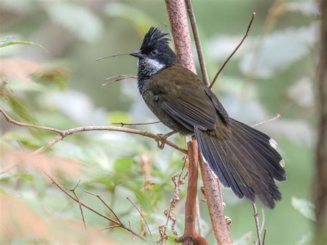 Eastern Whipbird Psophodes Olivaceus Birds Of The World