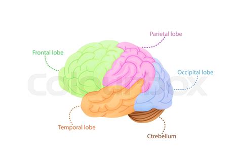 Structure Of Cerebral Cortex Illustration Colored Anatomical Regions