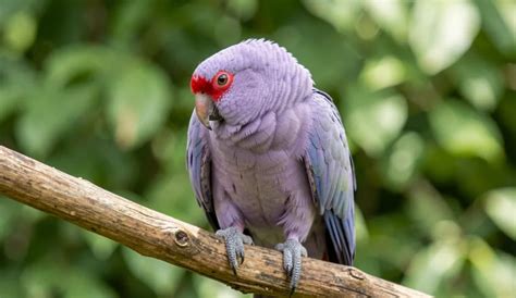 Senegal Parrot Personality Bonding Tips And Complete Care Guide Rare