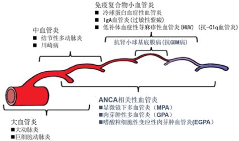 【新业务新技术】最新上线！——我院检验科开展“血管炎自身抗体检测”业务 上海市第一人民医院酒泉医院（酒泉市人民医院）