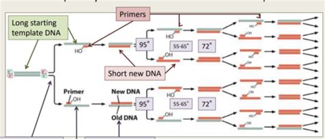 Quiz 10 Molecular Genetics Techniques And Technologies Pt1