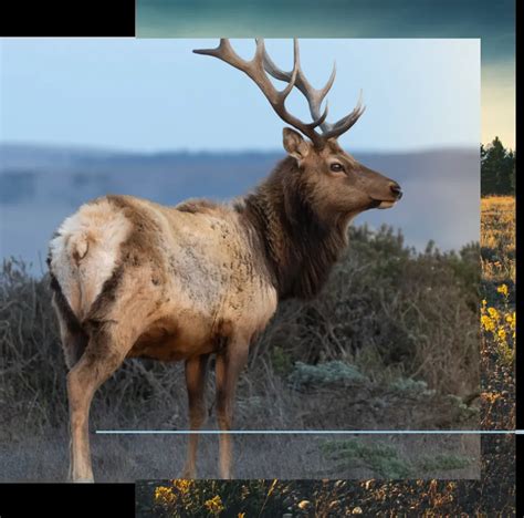 Elk Occupancy Agreements PERC