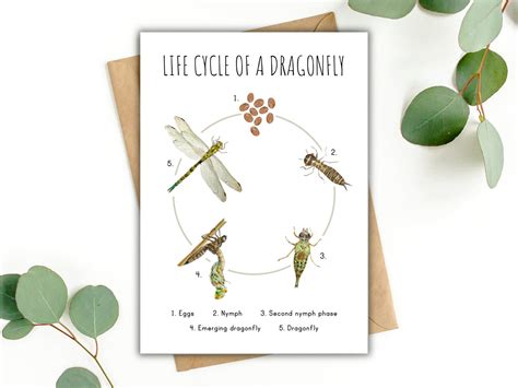 Life Cycle Of A Dragonfly Homeschool Printable Montessori Resource Life