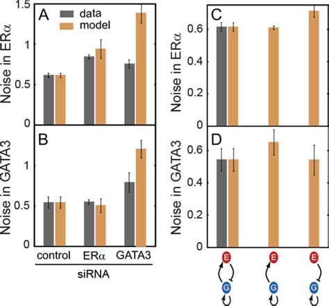 Model With Only Intrinsic Noise Predicts That Negative Feedback