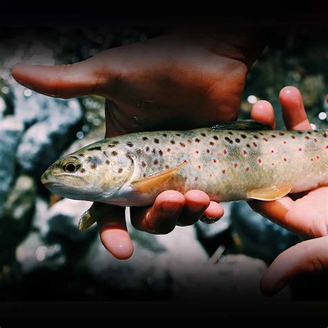 Catch And Release Sign