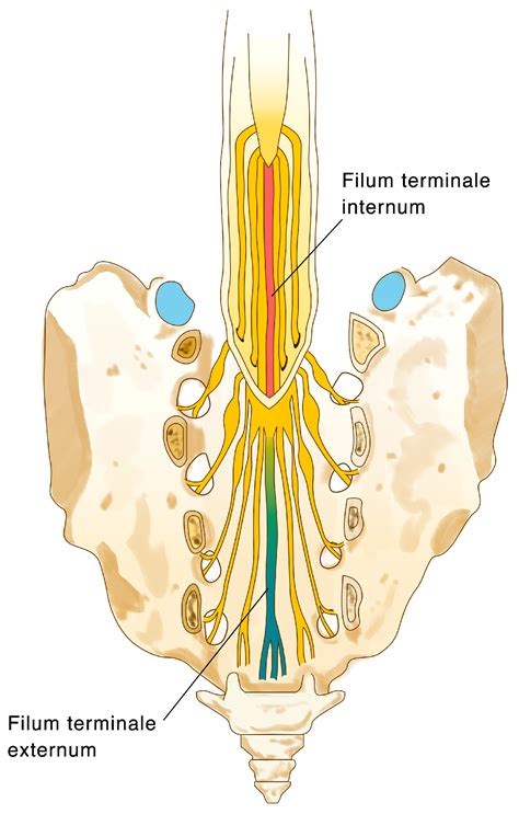 The Surgical Histopathology Of The Filum Terminale Findings From A