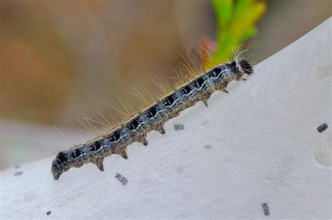 Tent Caterpillars Focusing On Wildlife
