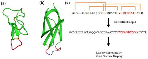 Engineered Cystine Knot Peptides That Bind Alphavbeta3 Integrin