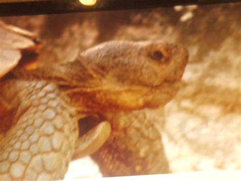 Desert Tortoise Rango Wiki Fandom