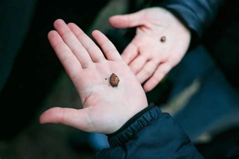 Джуниоры профиля «Природные ресурсы побывали на экскурсии в музее валунов — Национальный