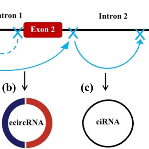 Formation Of Three Types Of Circrnas A Exonic Circular Rna Ecircrna Download Scientific