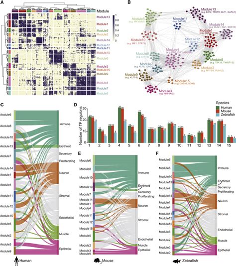 Tracing Cell Type Evolution By Cross Species Comparison Of Cell Atlases Cell Reports