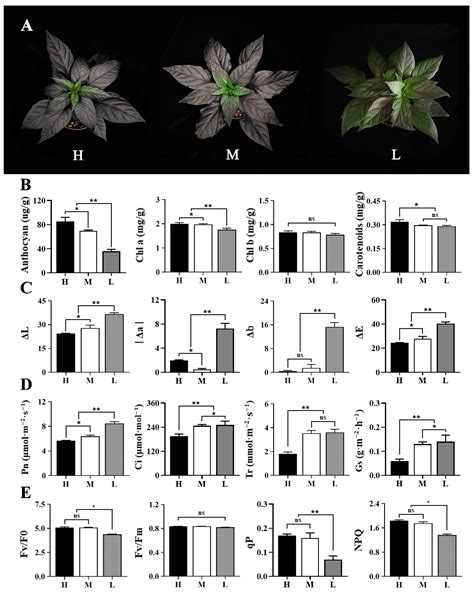 Integrated Transcriptome And Metabolome Analysis Revealed The Molecular