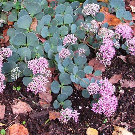 Sedum Sieboldii Orpin De Siebold Rose à Feuilles Bleues