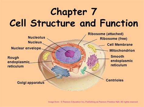 Rough Endoplasmic Reticulum Function Plant Cell