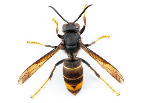 Vespa Velutina Come Riconoscerla Quanto è Pericolosa