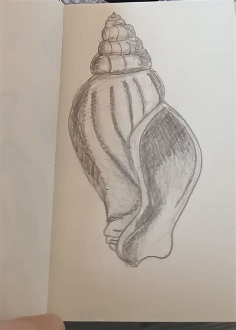 Shell Drawing Creative Art Drawings Art Drawings Sketches Book Art Drawings