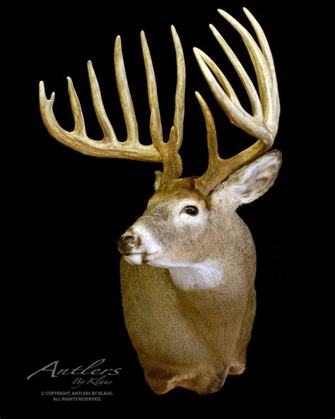 Knifehandle I Set Tom Sexton Antlers By Klaus