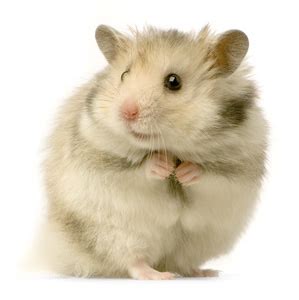 Pet Hamster Care Information Facts Pictures