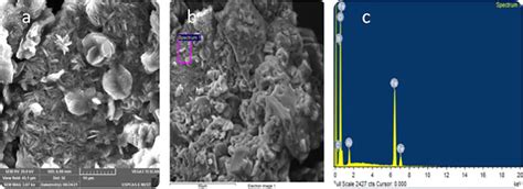 Scanning Electron Microscopy Sem And Energy Dispersive X Ray
