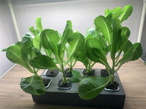 집에서 시작하는 수경재배 방법