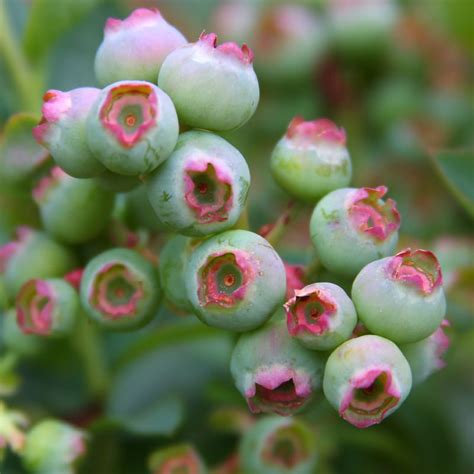 Bushel And Berry® Peach Sorbet® Blueberry Plants Stark Bros