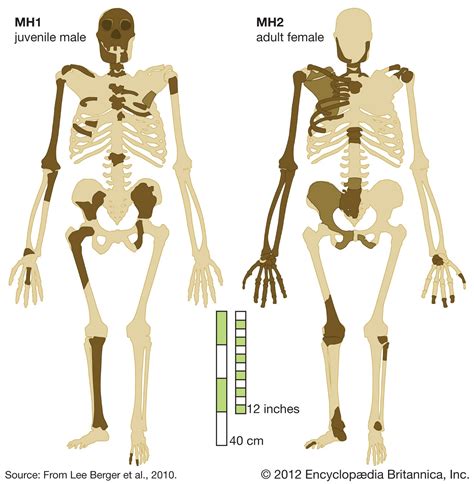 Australopithecus Sediba Characteristics And Facts Britannica