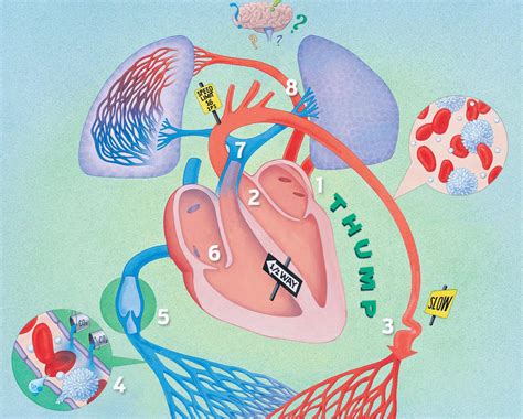 Science Class EP Circulatory System