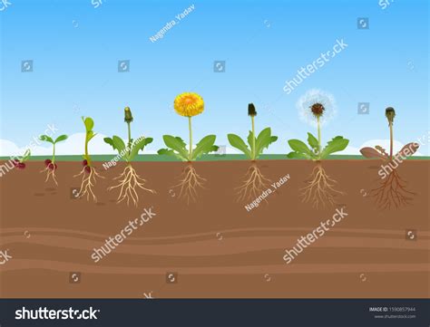 Process Dandelion Flower Structure Stock Illustration 1590857944