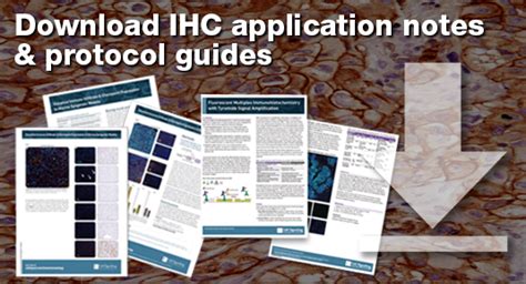 Immunohistochemistry Ihc Resources Immunofluorescence Protocol