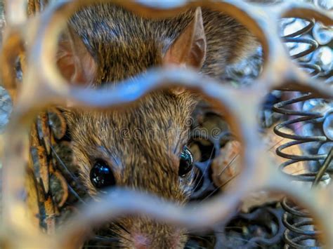 A Mouse In A Mousetrap Mouse Toes Iron Mousetrap Stock Image Image