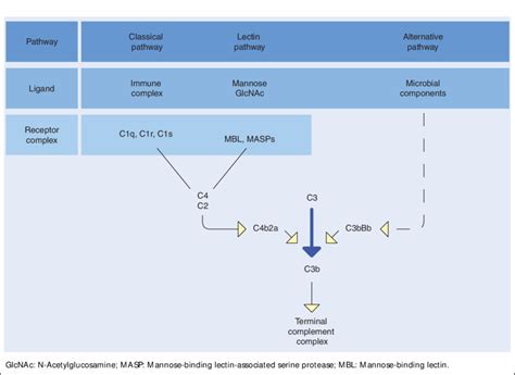 The Three Principal Pathways And Major Components Of The Complement