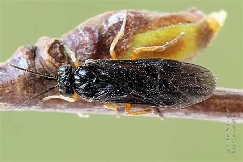 Photo 78038 Heterarthrus Vagans