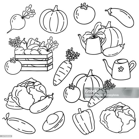 윤곽이있는 야채 세트입니다 라인 아트 색칠 공부 페이지 원예 및 수확 호박 가지 아보카도 토마토 당근 양배추 비트 뿌리 오이