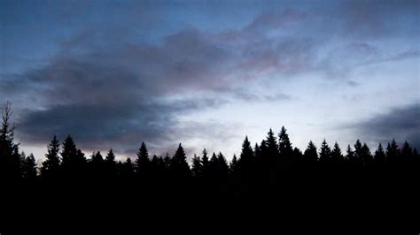서원 구름과 새벽 하늘의 푸른 배경에 흐린 숲의 검은 실루엣 수평선 위의 나무 꼭대기 다채로운 일몰과 자연 풍경 0명에 대한 스톡 사진 및 기타 이미지 Istock