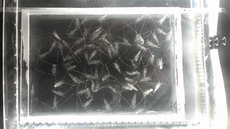 lobster seed detection object detection dataset and pre trained model